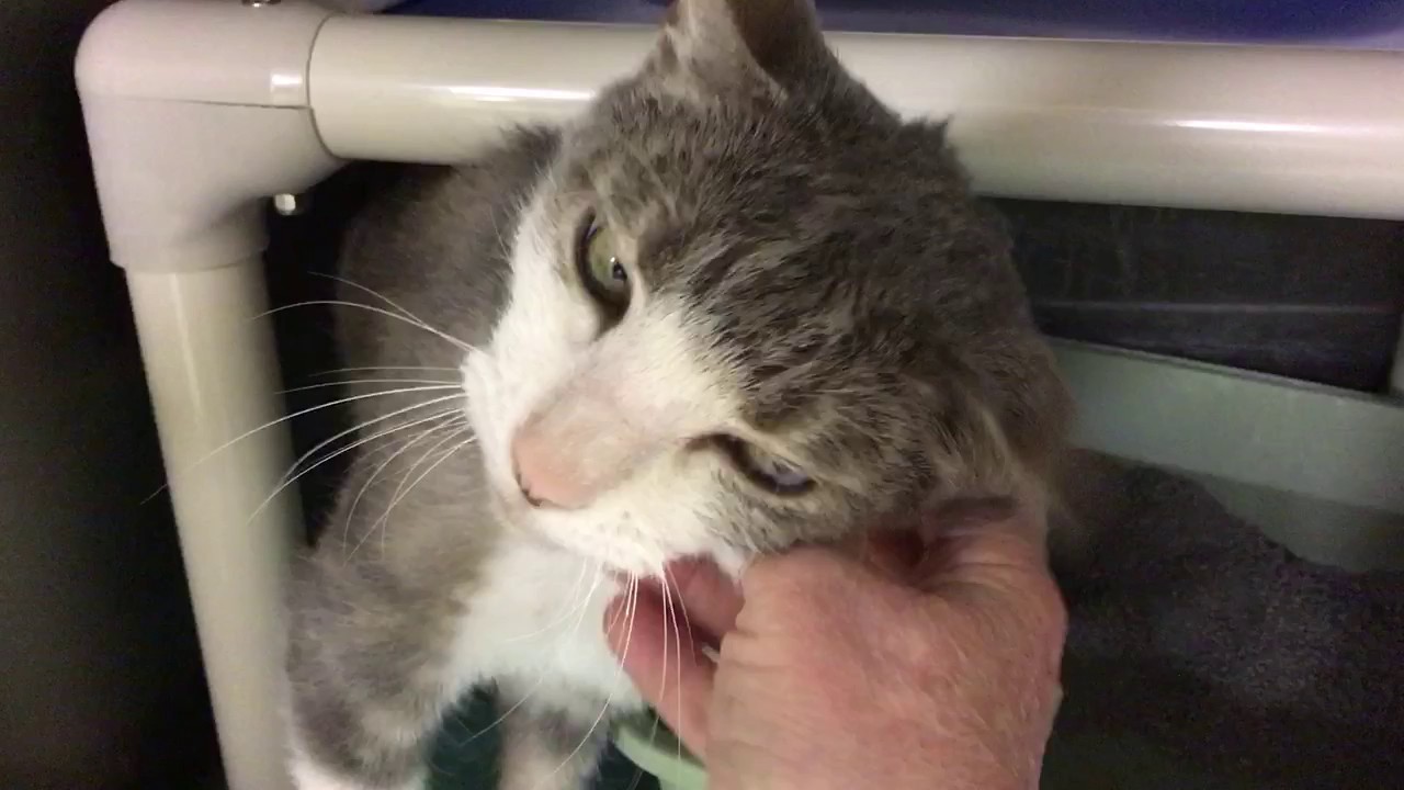 Andy the cat, at Anne Arundel County Animal Control - YouTube