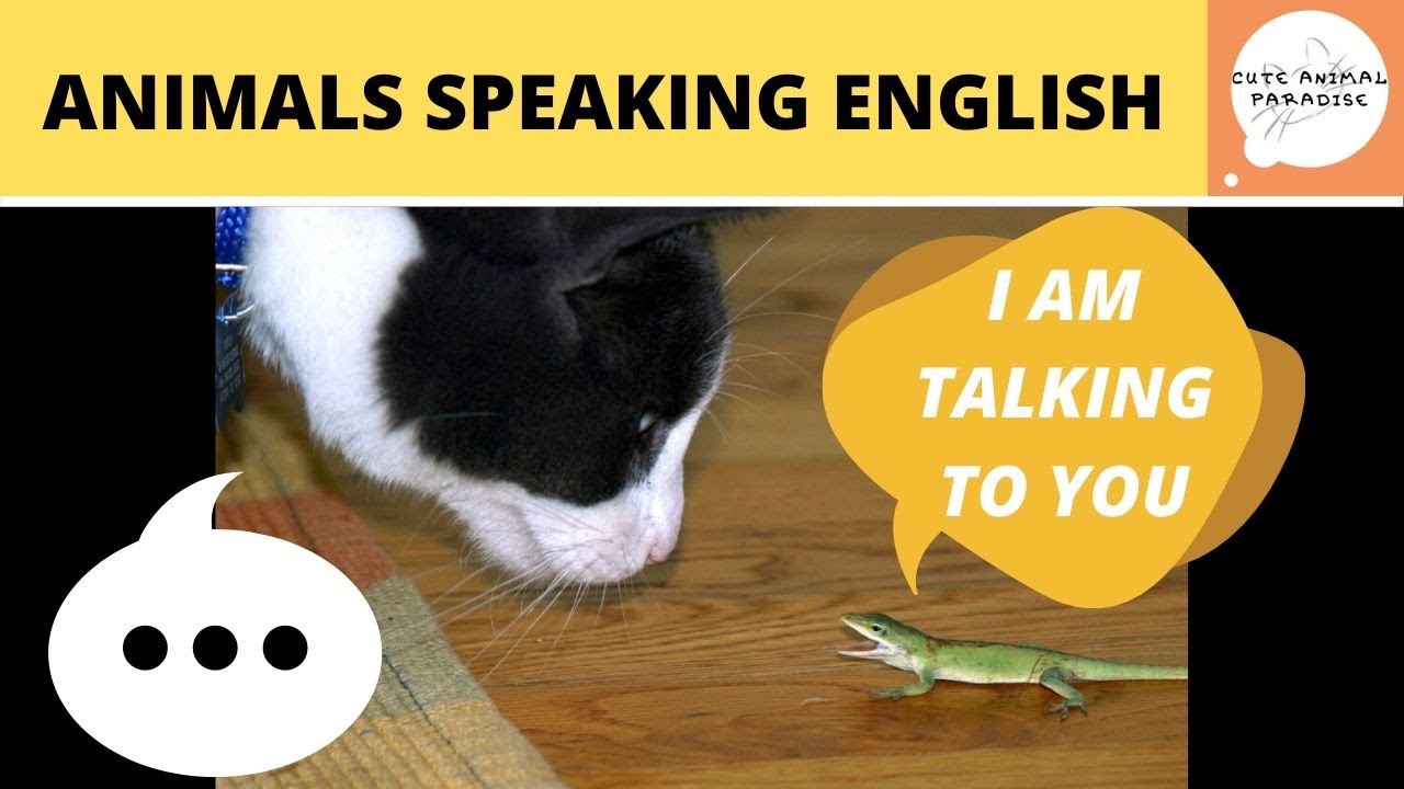 Animals Speaking English (Funny and Cute Moment of The Animals 4) - YouTube