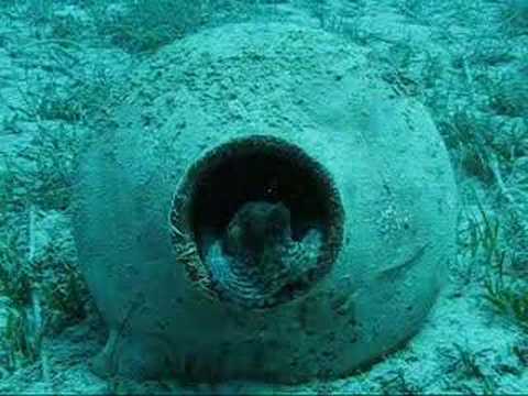 Octopus at the Arkeo-Park of Kas, Turkey - YouTube