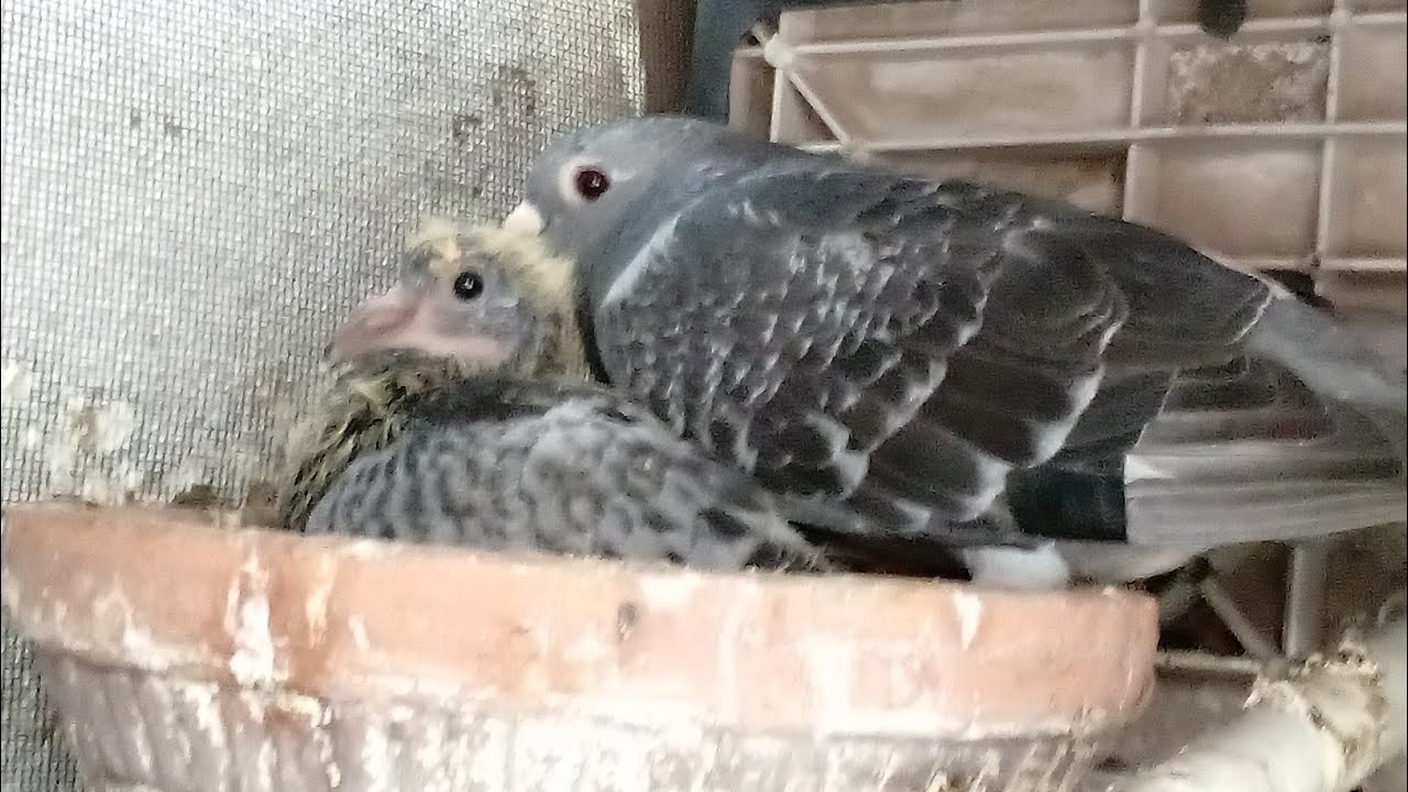 pigeons feeding 🐦 chick's #chicks #birds #pigeons #pets #hen #feeding ...