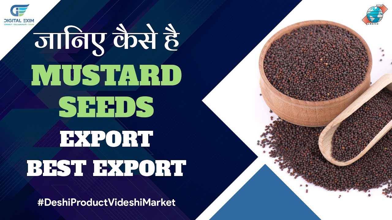 Know How MUSTARD SEEDS is the Best Product to Export From India - YouTube