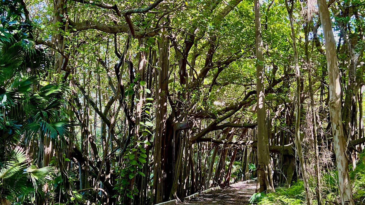 Southlands National Park and the majestic banyan trees | Bermuda Vlog ...