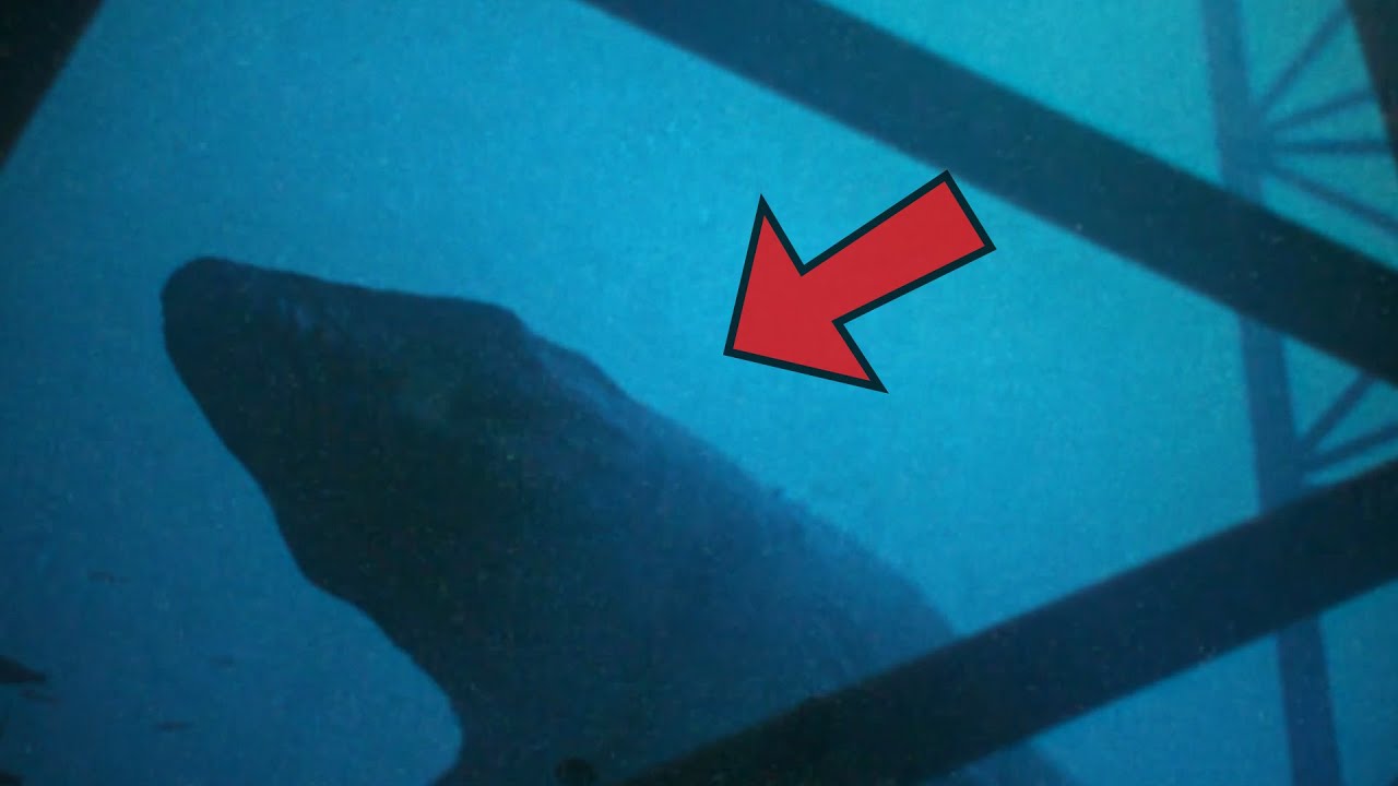 7 CRIATURAS EXTRAÑAS VISTAS en el FONDO DEL MAR - YouTube