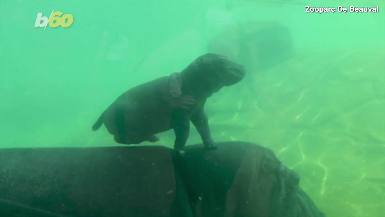 Watch This Baby Hippo Step Into the Deep End of the Pool for the First ...