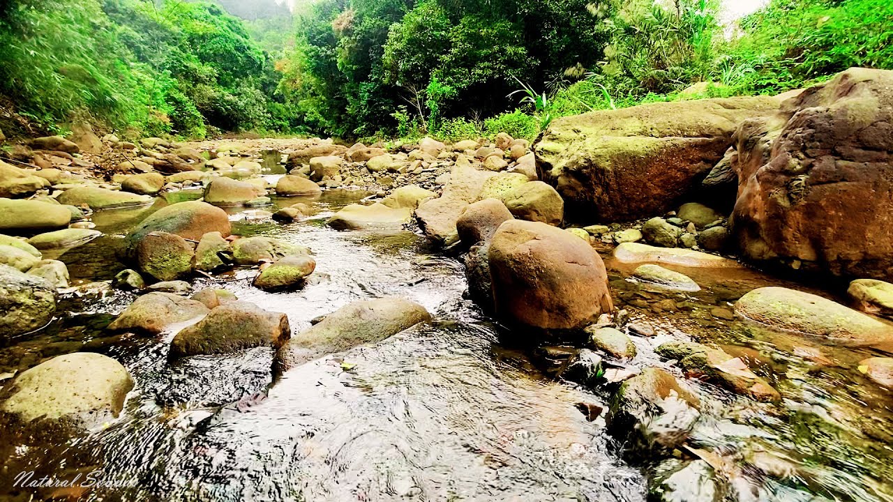 Beautiful Sound of Flowing Water, pleasant sound of Forest, Relaxing ...