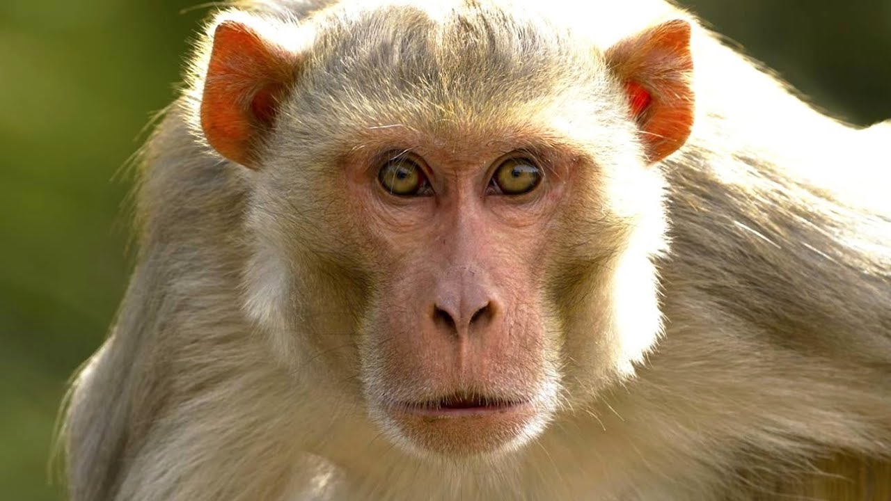 MONKEY 🐒🐒 बंदर Monkey Cartoon bander wala cartoon #monkey #cartoon # ...