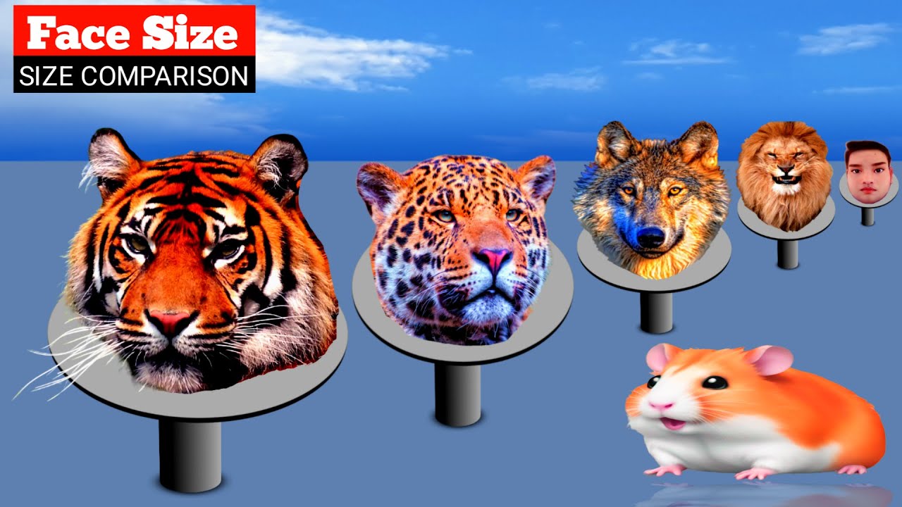 Face Size Comparison | Animals Face Size Comparison | 3D Face Size ...