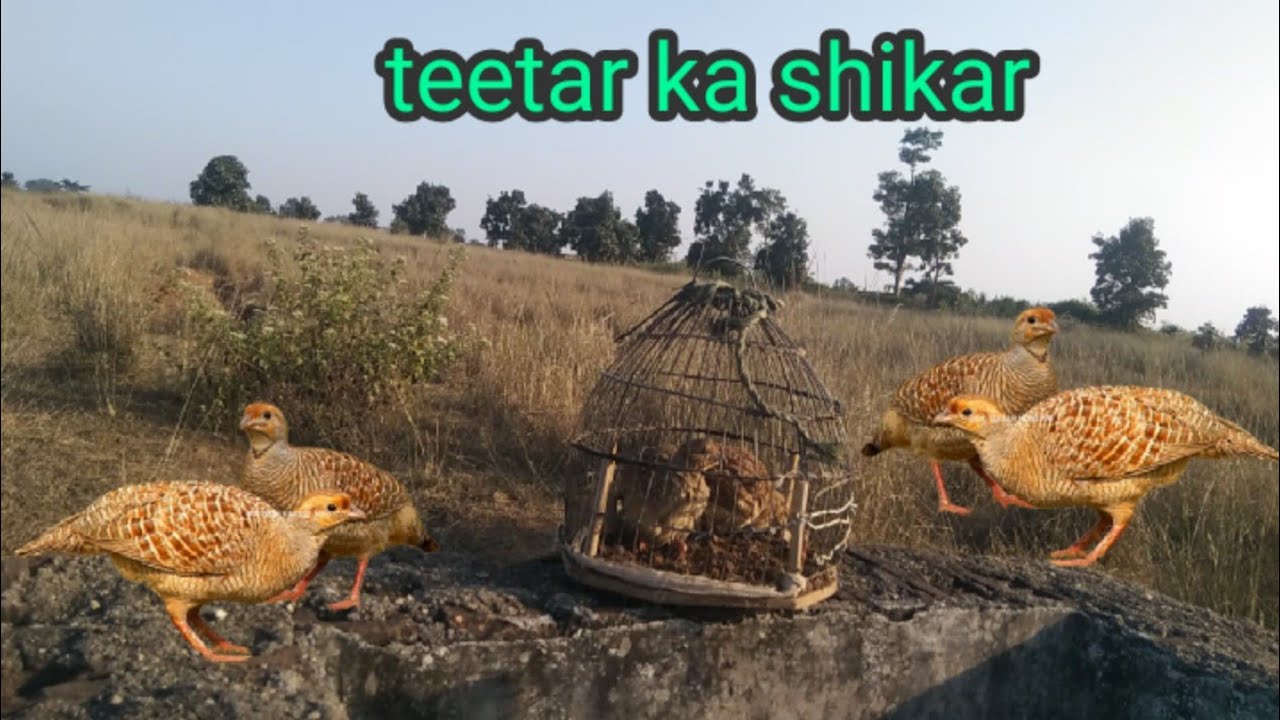 ये जंगली तीतर का शिकार वीडियो | ye jungli teetar ka shikar video ...