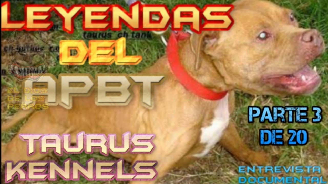 ⭐ LEYENDAS DEL APBT #14 ⭐ TAURUS KENNEL'S ⭐ PARTE 3 de 20 📷 Entrevista ...