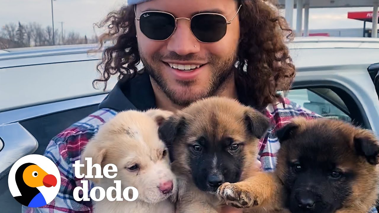 An Online Post For "Unwanted Puppies" Led Rescuer To An Entire Family ...