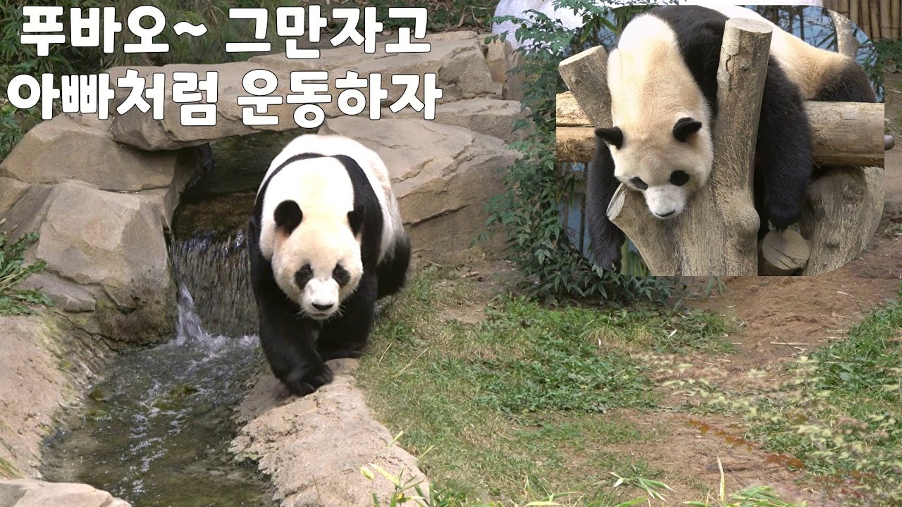 에버랜드 판다 푸바오~ 그만자고 아빠처럼 운동하자~ 낮잠자고 일어나 루틴대로 물마시고 운동하는 러바오 오늘의 푸바오는 낮잠데이~ Youtube