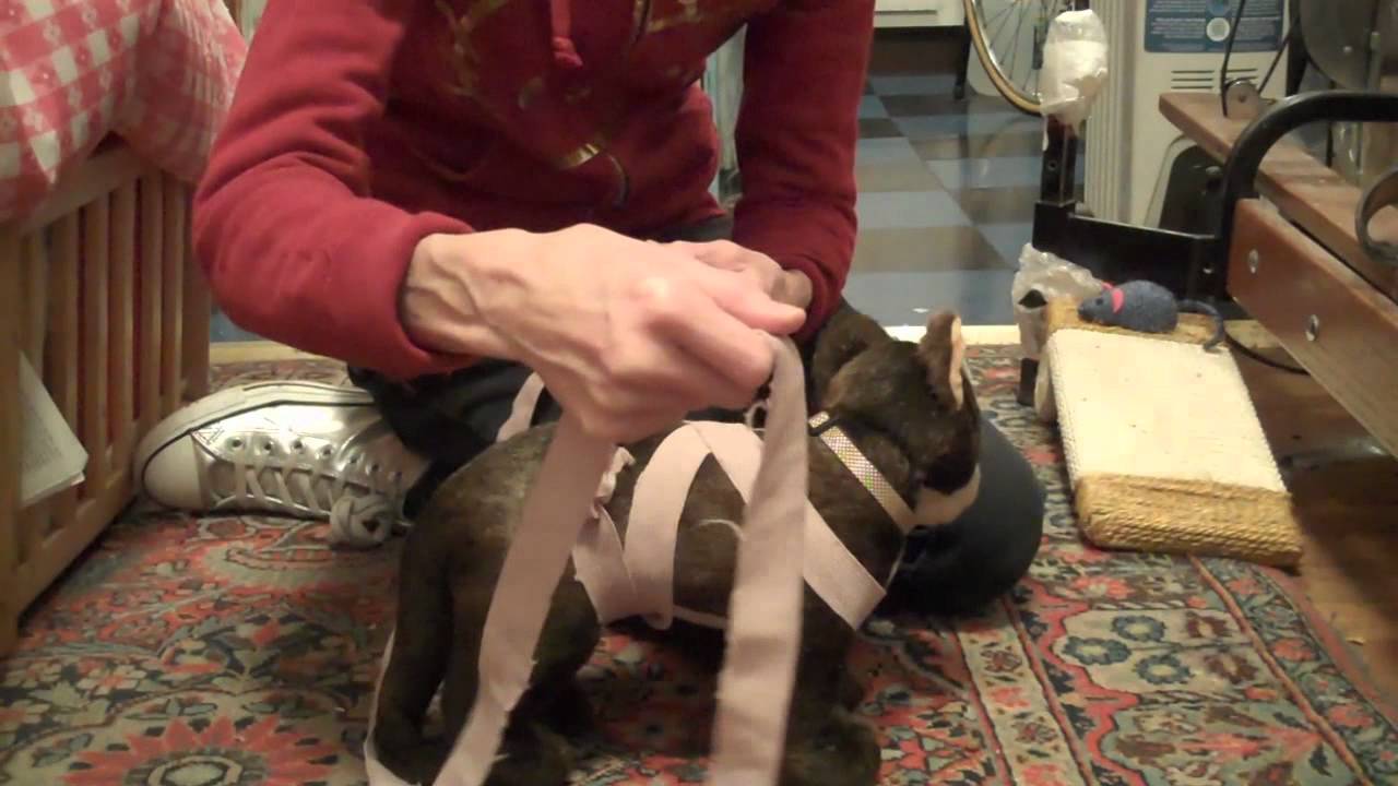 TTouch Wraps for Cats Demo with Sarah Hauser - YouTube