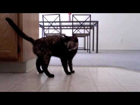 Bailey, Hazel, and Barkley - YouTube