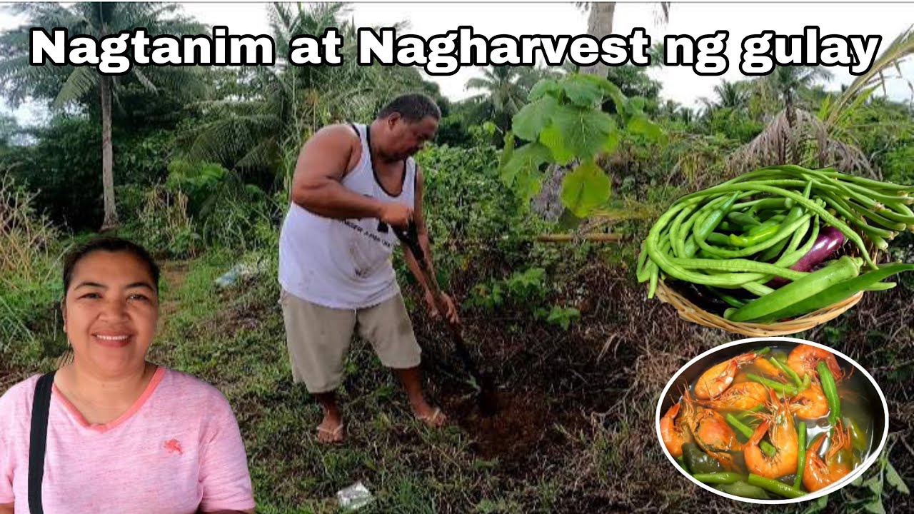 Nagtanim at Nag-ani ng mga gulay vlog859 - YouTube