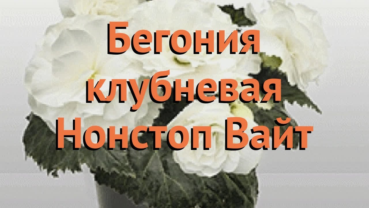 Бегония вечноцветущая Вайт 🌿 вечноцветущая бегония Вайт обзор: как ...