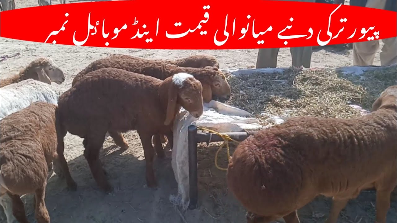 February 20,2023,khushab bakra mandi 2023,khushab bakra mandi latest ...