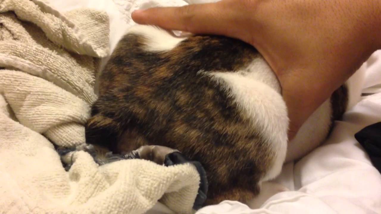 English Bulldog Puppy Dallas Lee Squeezing Out A Fart - YouTube