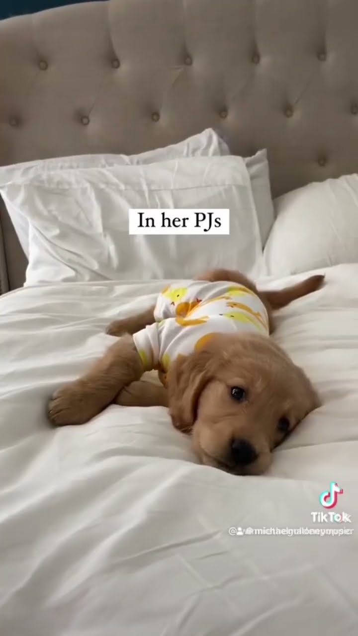 Scooch over! #cuddles #puppy - YouTube