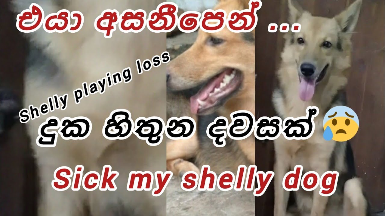 My shelly dog sick 😪😪😪 shelly is live #dog #doglover - YouTube