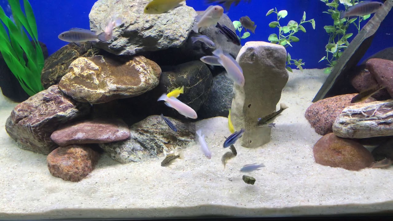 Mbuna African cichlids eating Repashy soilent green - YouTube