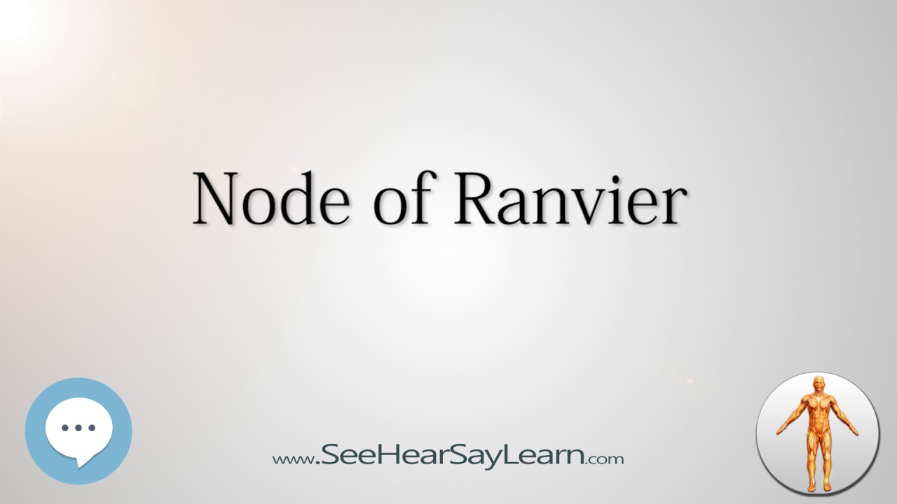 Node Of Ranvier Anatomy Britannica