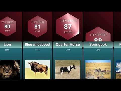 Animal Speed Comparison | Fastest Animal In The World - YouTube