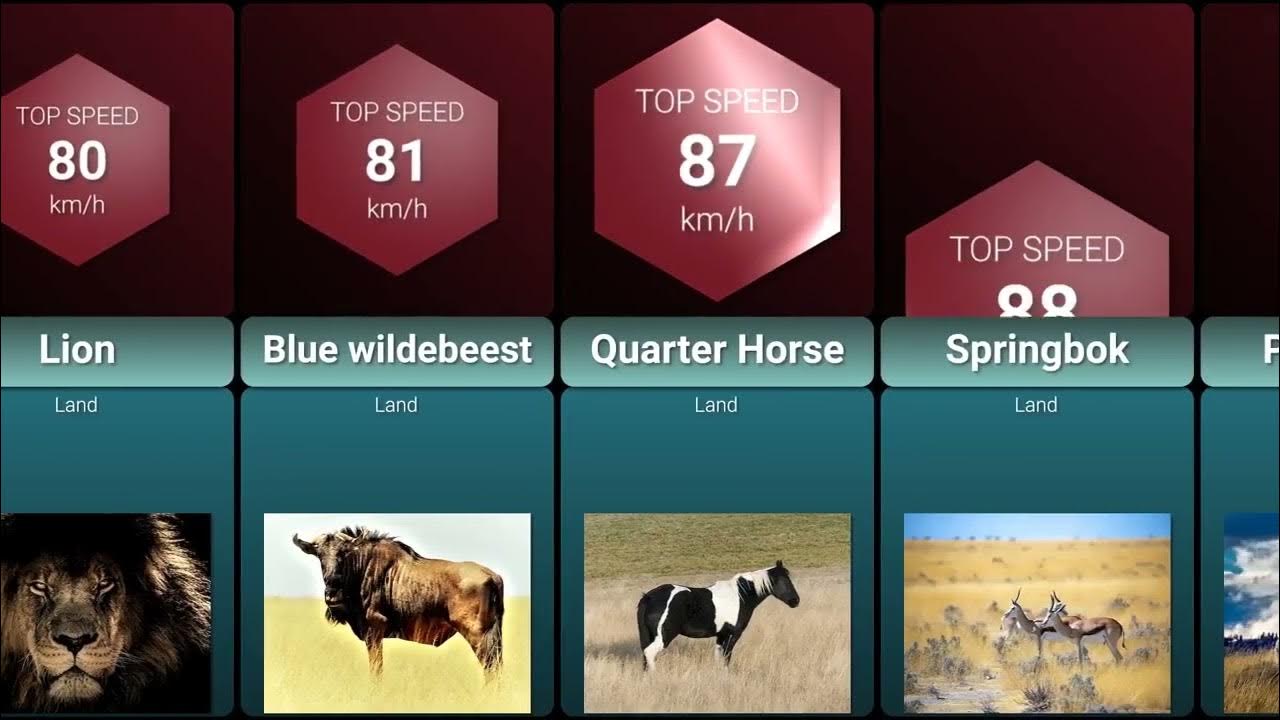Animal Speed Comparison | Fastest Animal In The World - YouTube