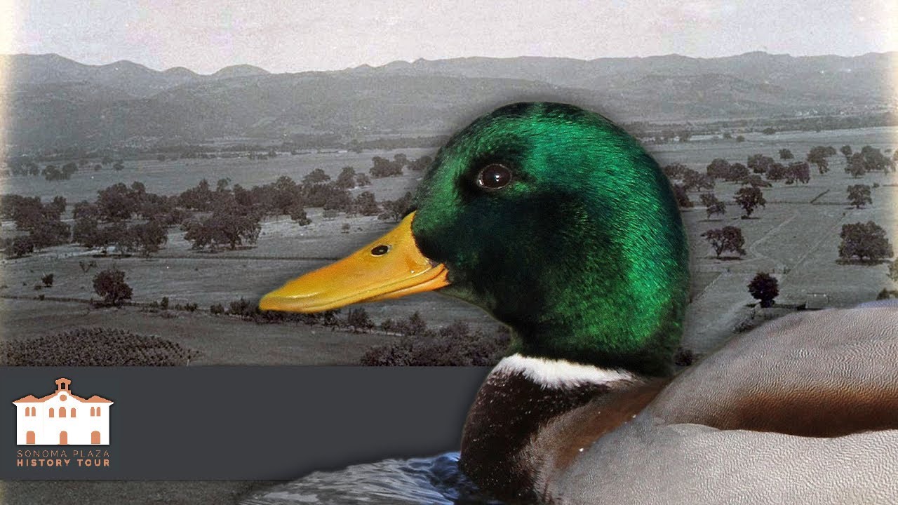 Duck Pond and Plaza Natural History - YouTube