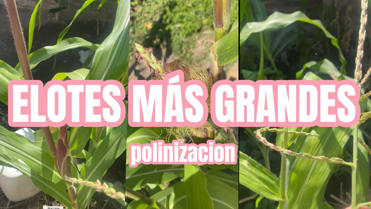 como tener elotes más grandes y llenos en el huerto orgánico casero ...