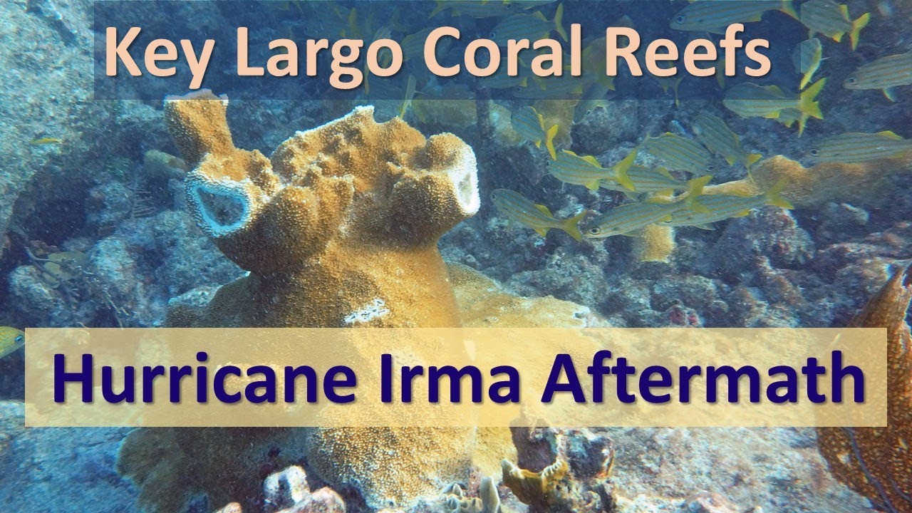 Key Largo Coral Reefs: Hurricane Irma Aftermath 2017 - YouTube