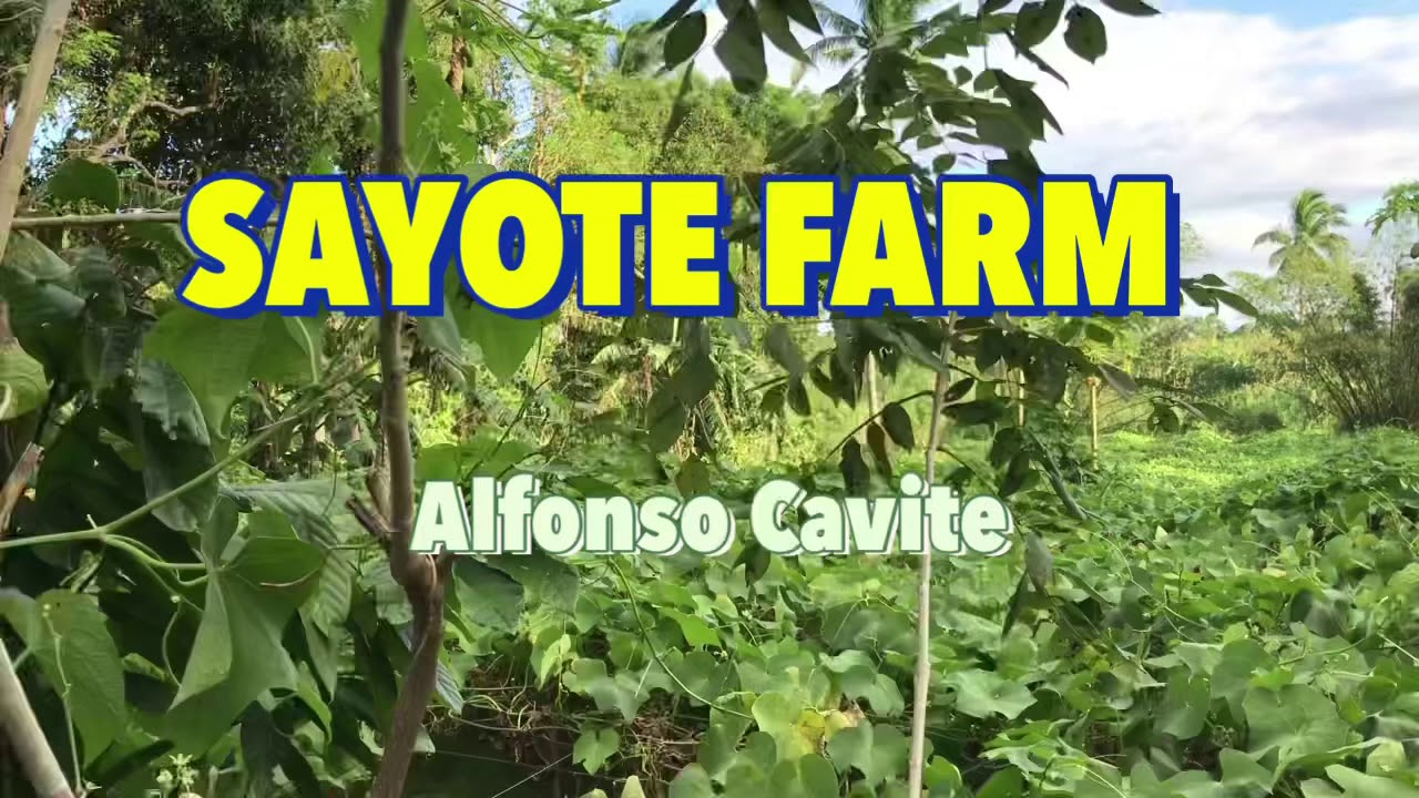 Sayote Farm | #KaREBVlogs no.51 - YouTube