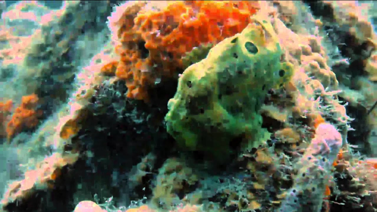 flying frogfish 2012 HD - YouTube