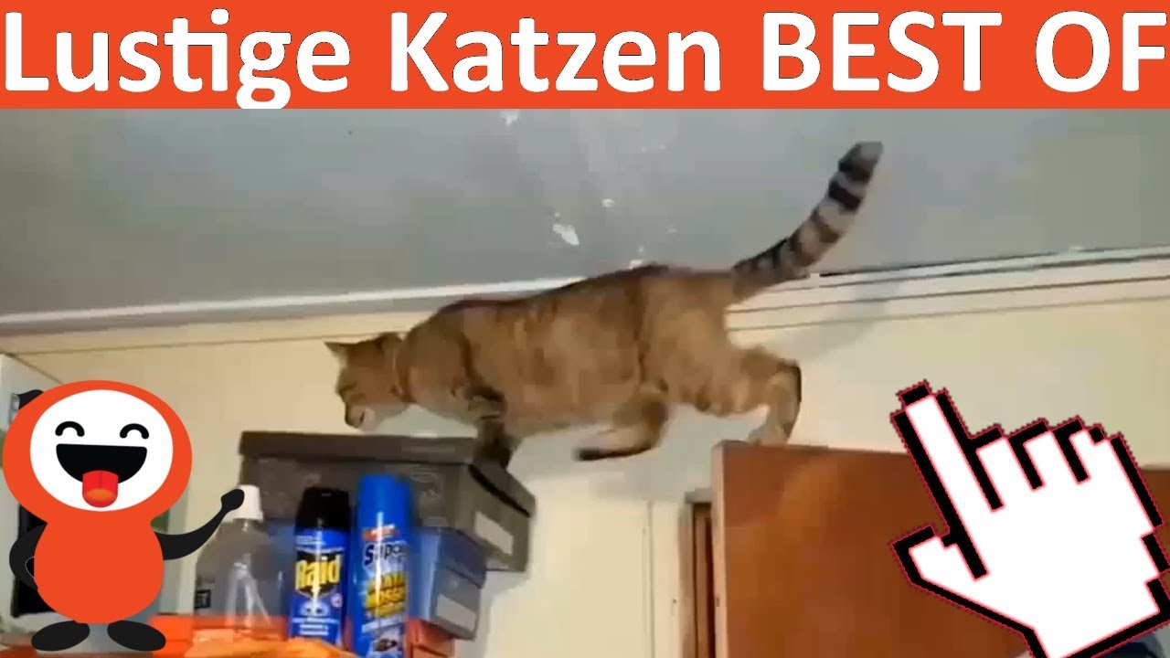 Lustige Katzenvideos Zum Totlachen