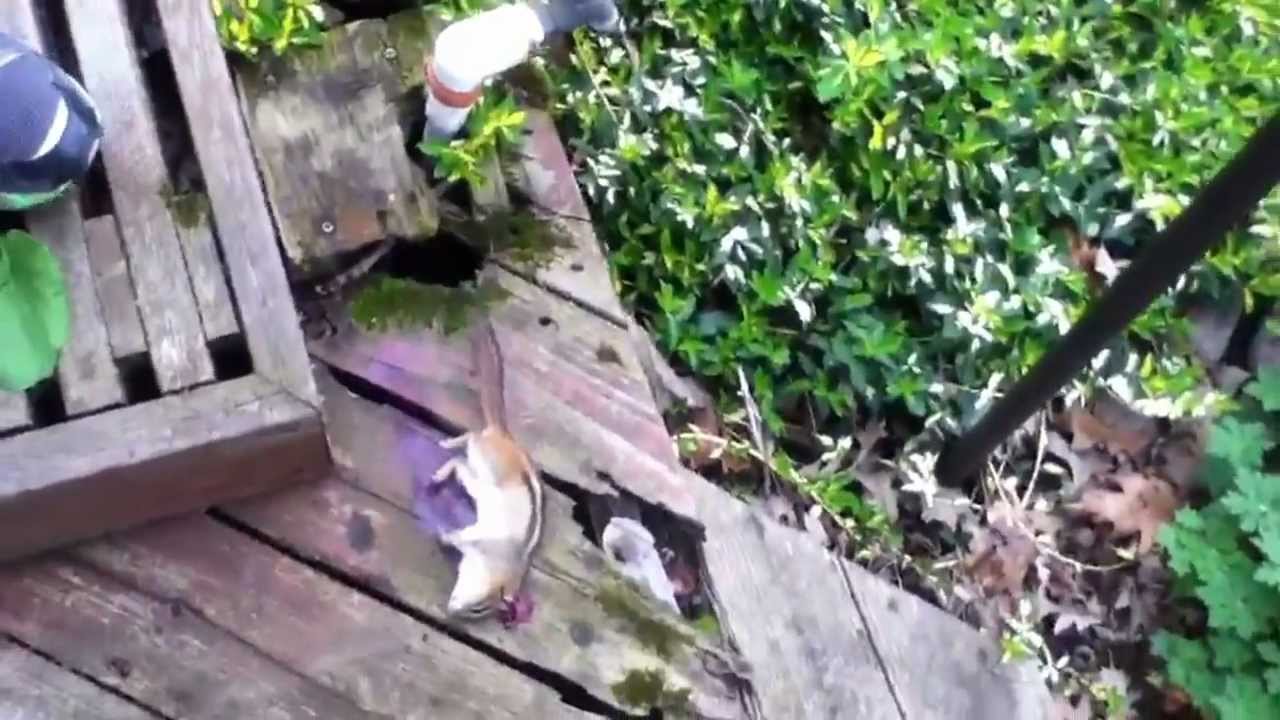 Air Gun Hunting 12 (chipmunk) - YouTube