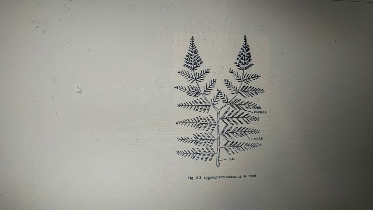 Vd:1 Introduction to Lyginopteris - YouTube