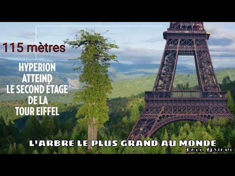 LE PLUS GRAND ARBRE DU MONDE Hyperion , le séquoia de 115 mètres - YouTube