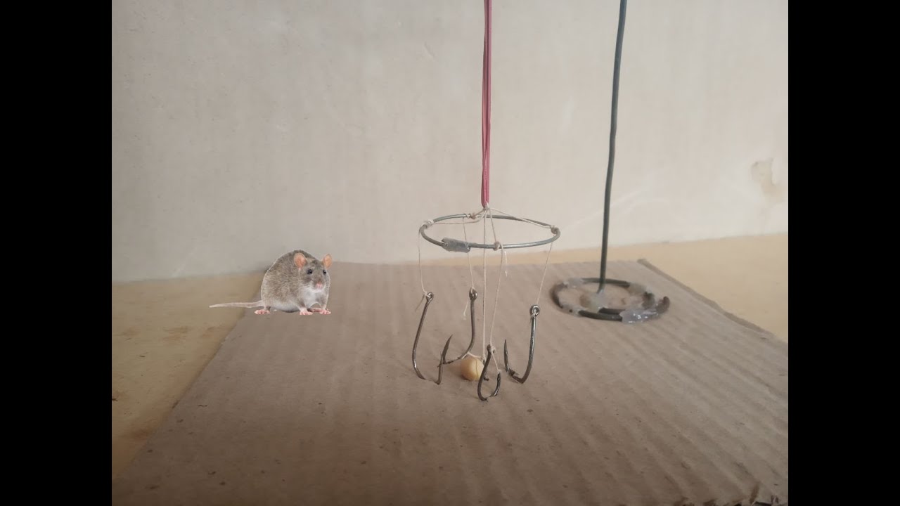 hunting for mice with a fishing rod, rat/mouse trap - YouTube