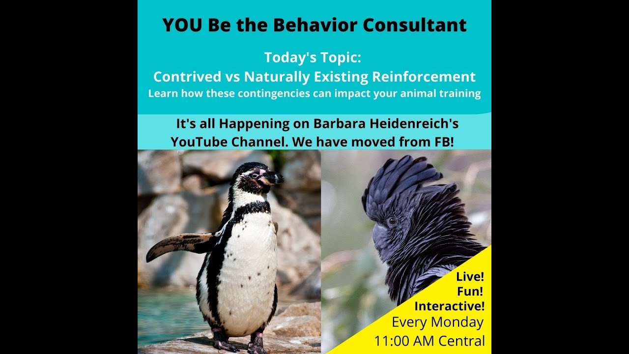 Contrived vs Naturally Existing Reinforcement. - YouTube