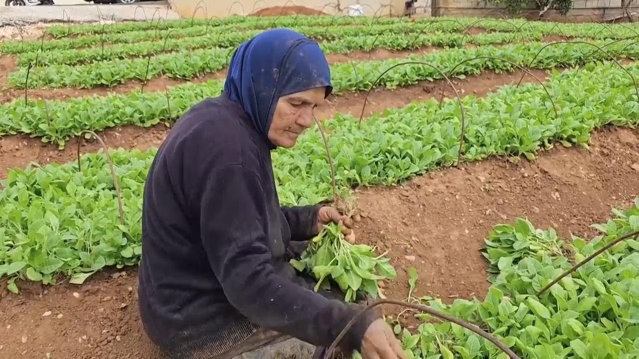 'Everyone is afraid' - farmers in Lebanon work on despite six months of ...