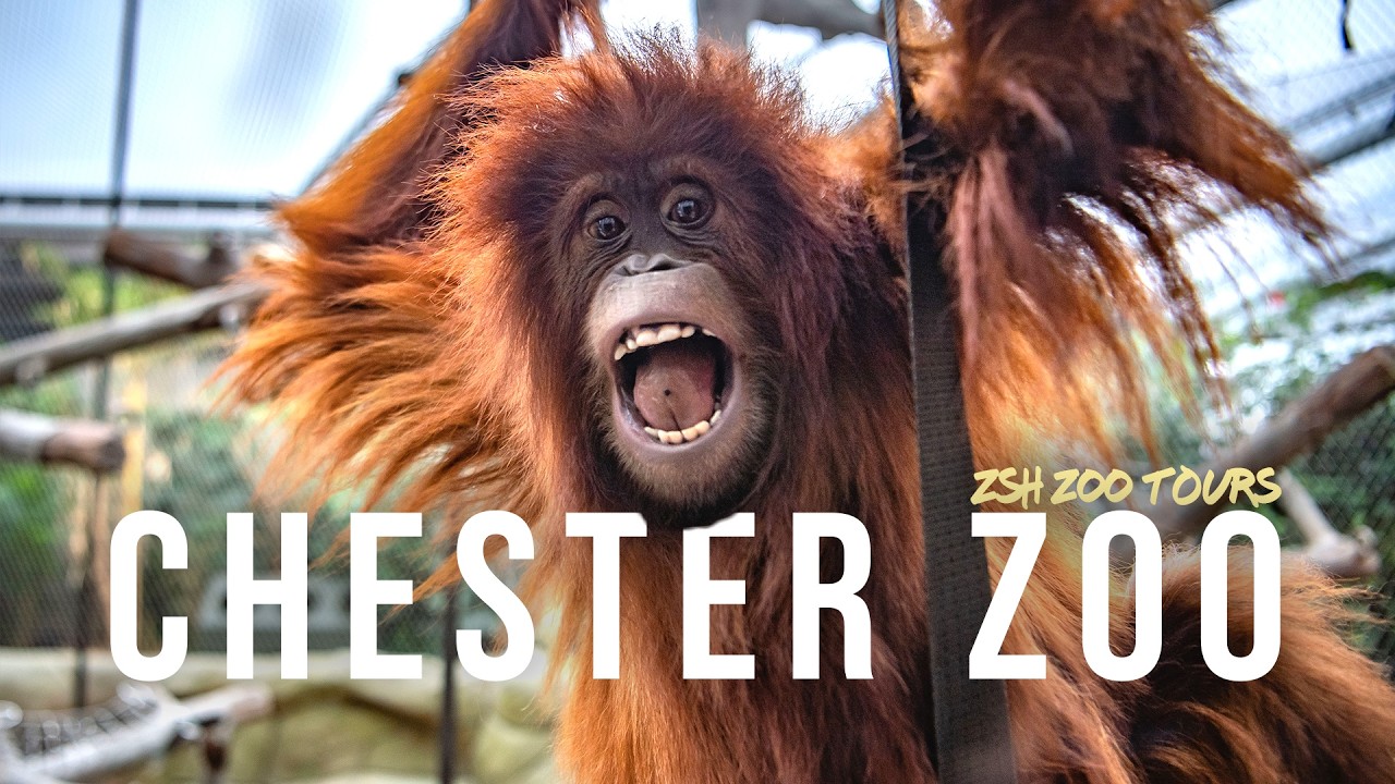 Chester Zoo Tour | The UK's Best Zoo? - YouTube
