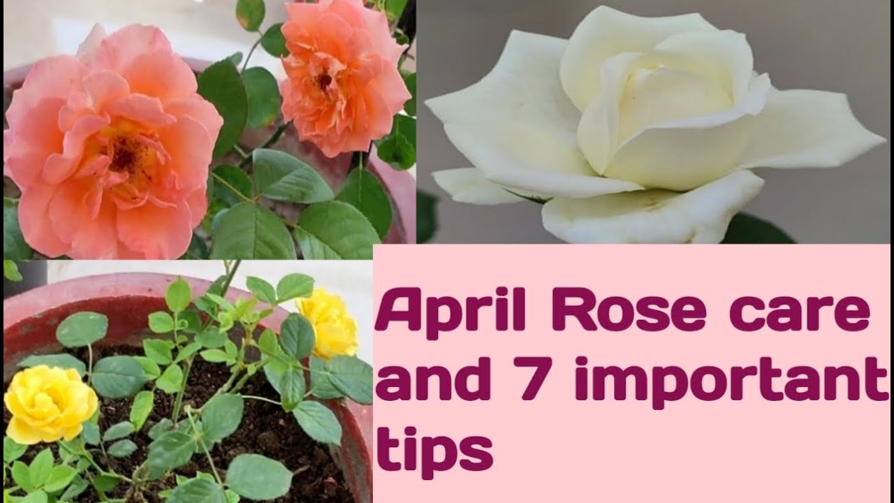 April Rose care and seven important tips/अप्रैल में गुलाब की कैसे देख ...