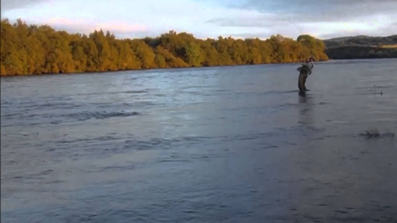 spanish barbel youtube - YouTube