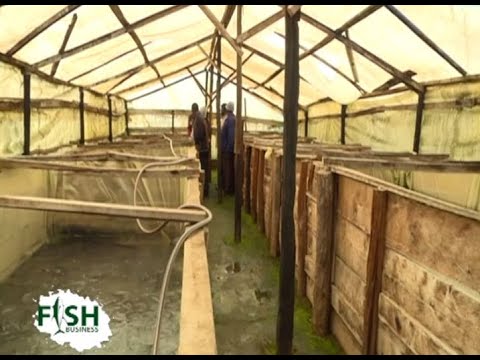 Catfish Farming in Kenya: "More Cost-Effective to Breed" - Part 1 ...