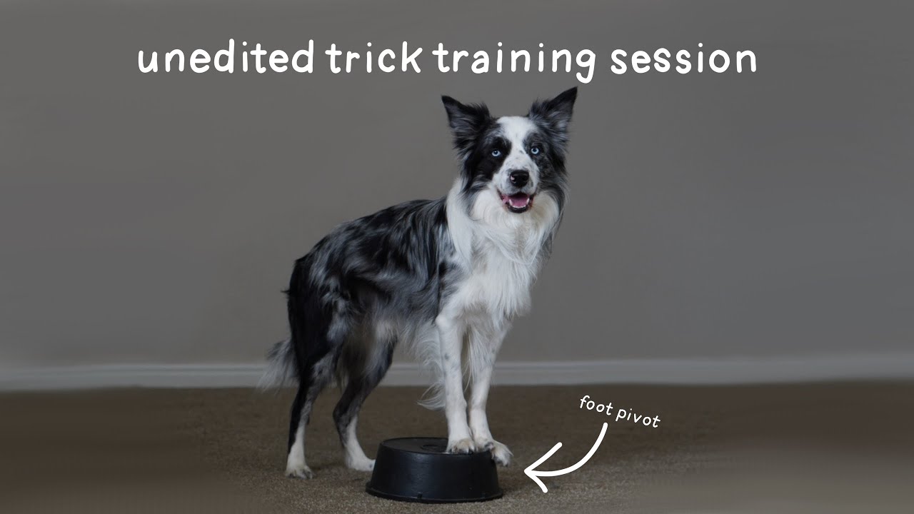 Foot Pivot Dog Trick Training Session | Unedited | Border Collie Trick ...