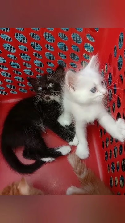 ️ ️ Cute Kittens Kittensloverkitten Shortsviral Youtube