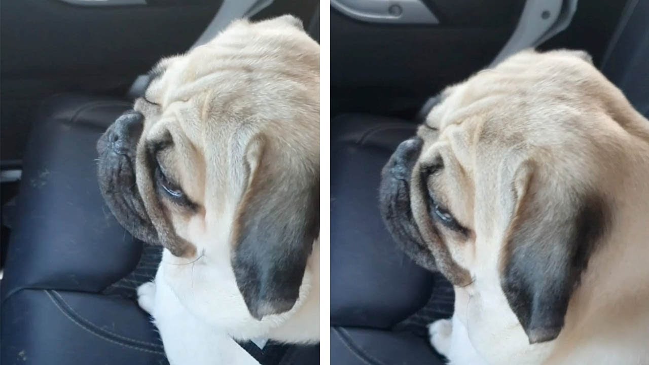 Owner Has Hilarious Conversation With Dog - YouTube