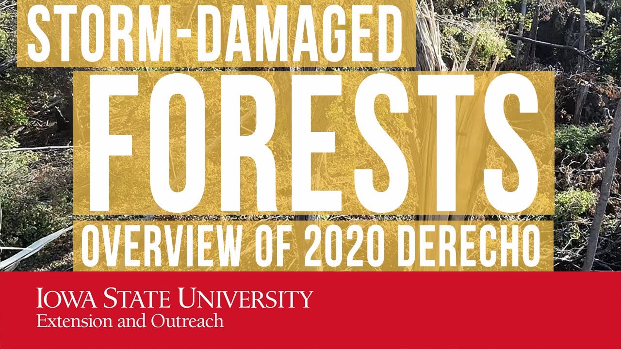 Storm-Damaged Forests: Overview of the 2020 Iowa Derecho - YouTube