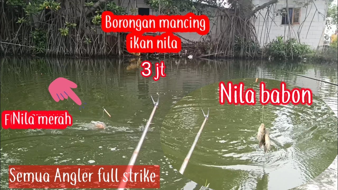 Viral Borongan Mancing Ikan Mujair Nila Seharga 3 Jt Kramat
