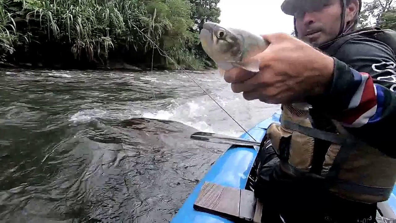 pesca de machaca en aguas blancas 1 - YouTube
