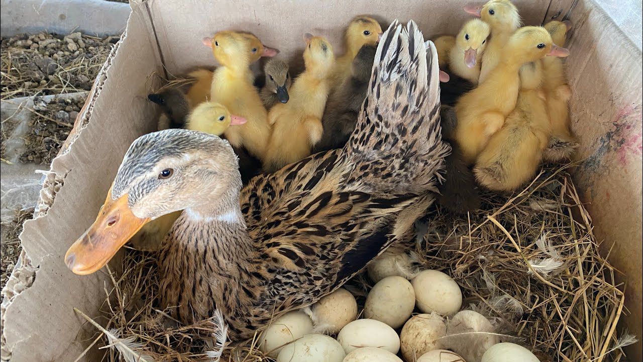 Cute Cute Baby Duck after Hatching From Eggs _ Duck Hatching - YouTube